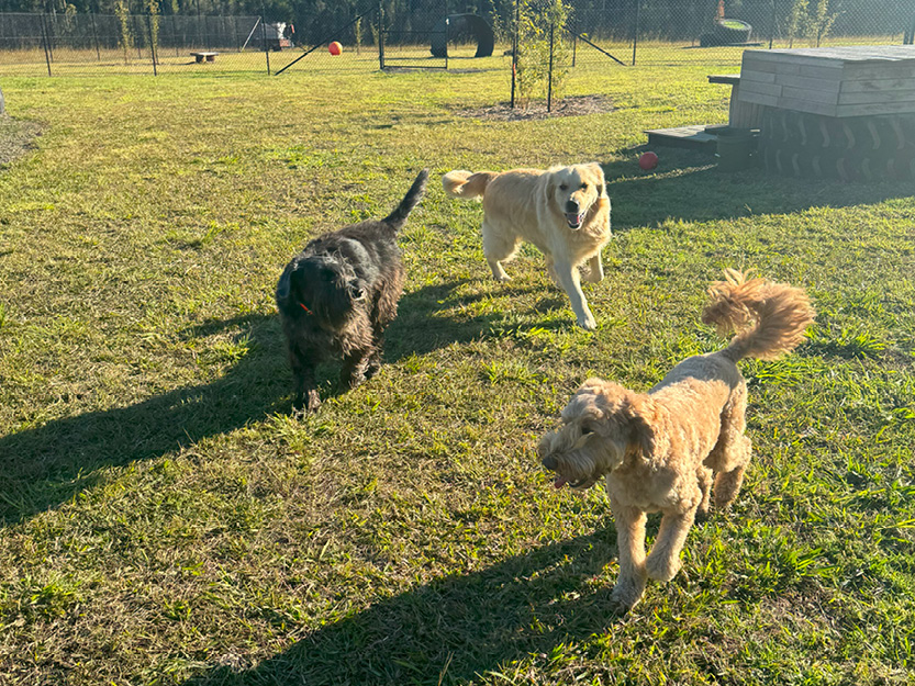 Home - Tails Unleashed